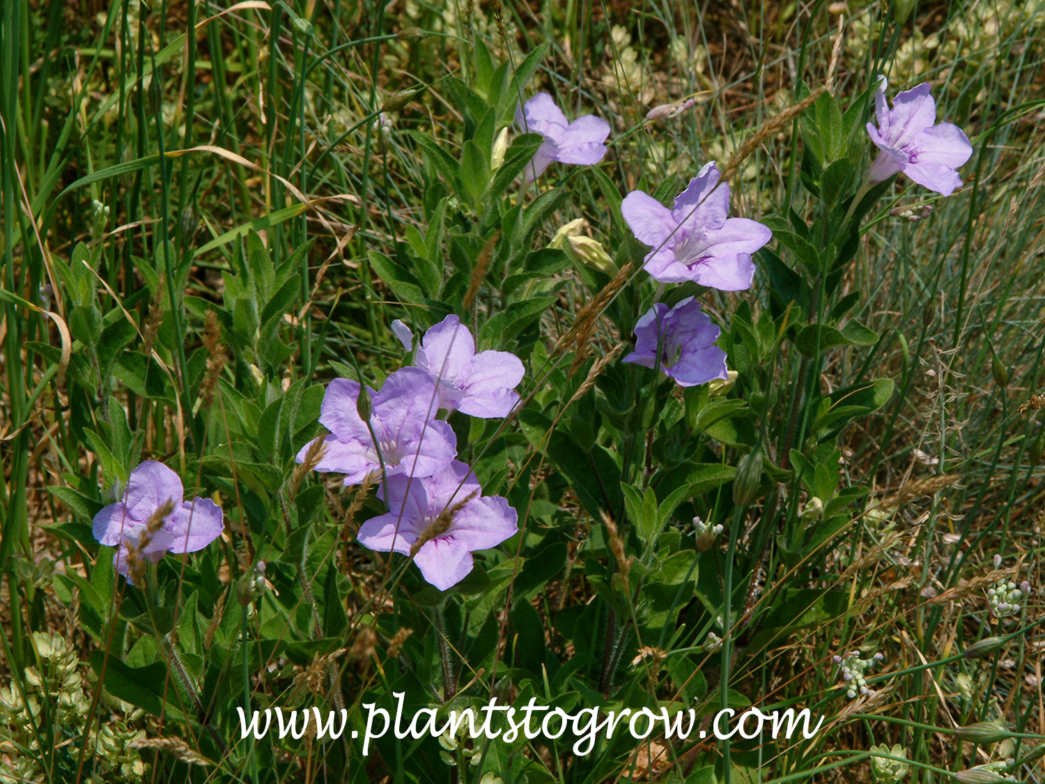 Wild Petunia (Ruellia humilis) | Plants To Grow Plants Database by Paul ...