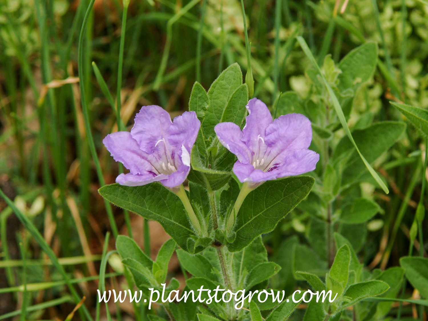 Wild Petunia (Ruellia humilis) | Plants To Grow Plants Database by Paul ...