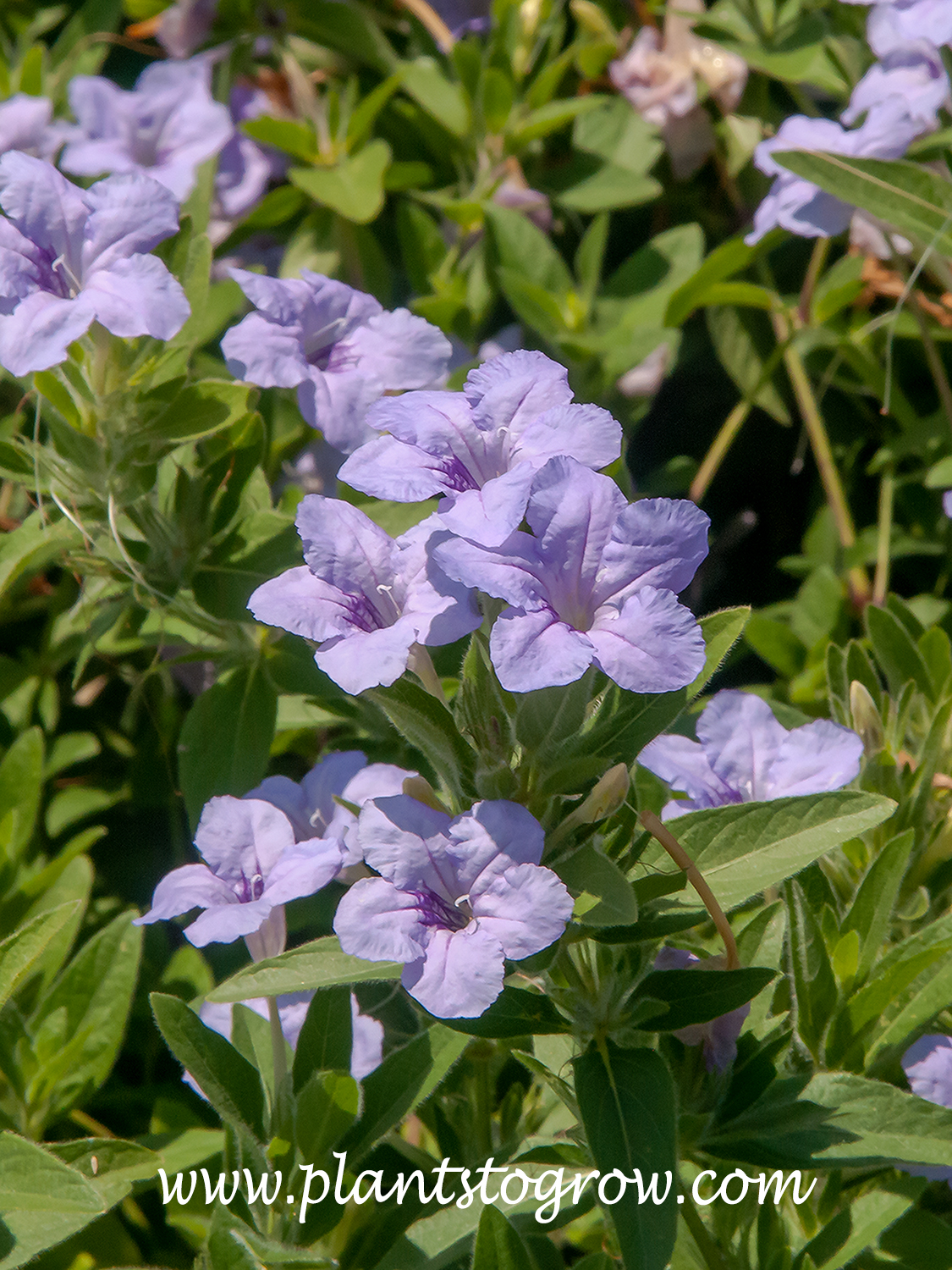 Wild Petunia (Ruellia humilis) | Plants To Grow Plants Database by Paul ...