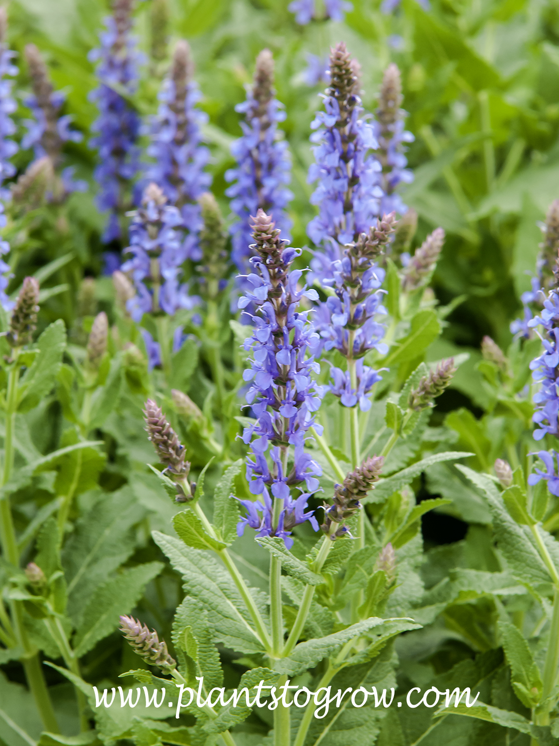Blue Hill Sage (Salvia × sylvestris) | Plants To Grow Plants Database ...