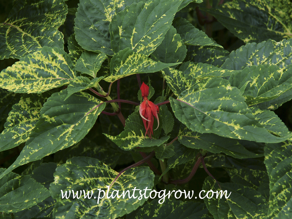Salvia Dancing Flames (Salvia) | Plants To Grow Plants Database by Paul ...