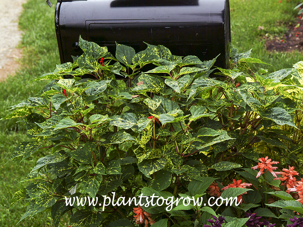 Salvia Dancing Flames (Salvia) | Plants To Grow Plants Database by Paul ...