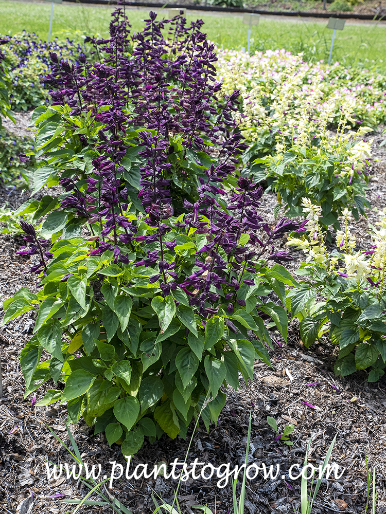 Lighthouse series Salvia (Salvia splendens) | Plants To Grow Plants ...