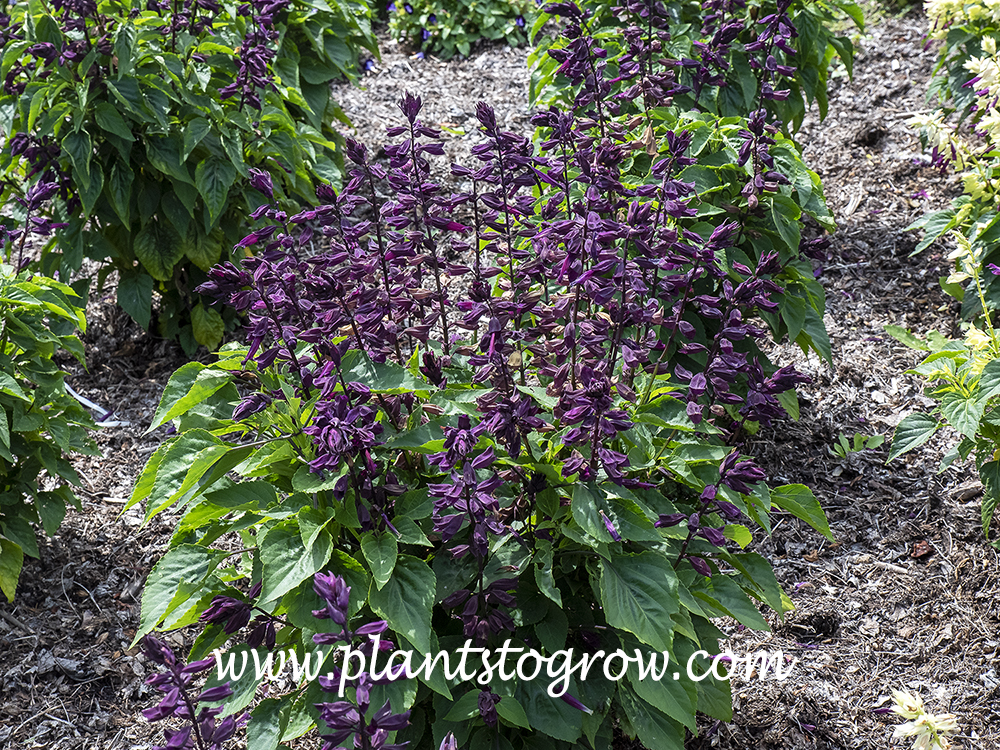 Lighthouse series Salvia (Salvia splendens) | Plants To Grow Plants ...