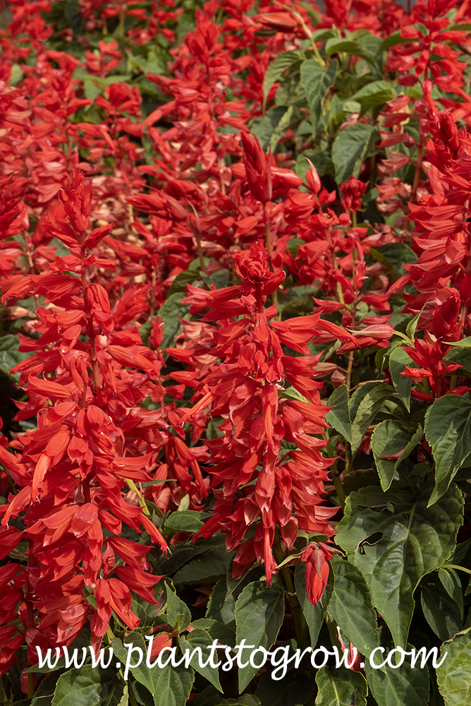 Lighthouse series Salvia (Salvia splendens) | Plants To Grow Plants ...