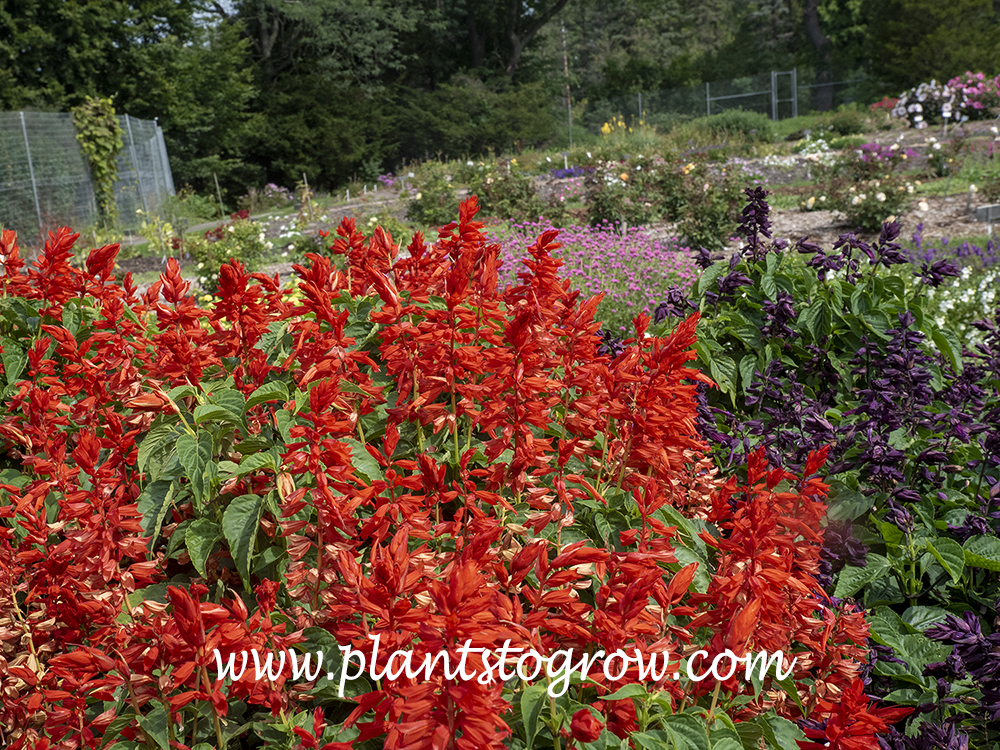 Lighthouse series Salvia (Salvia splendens) | Plants To Grow Plants ...