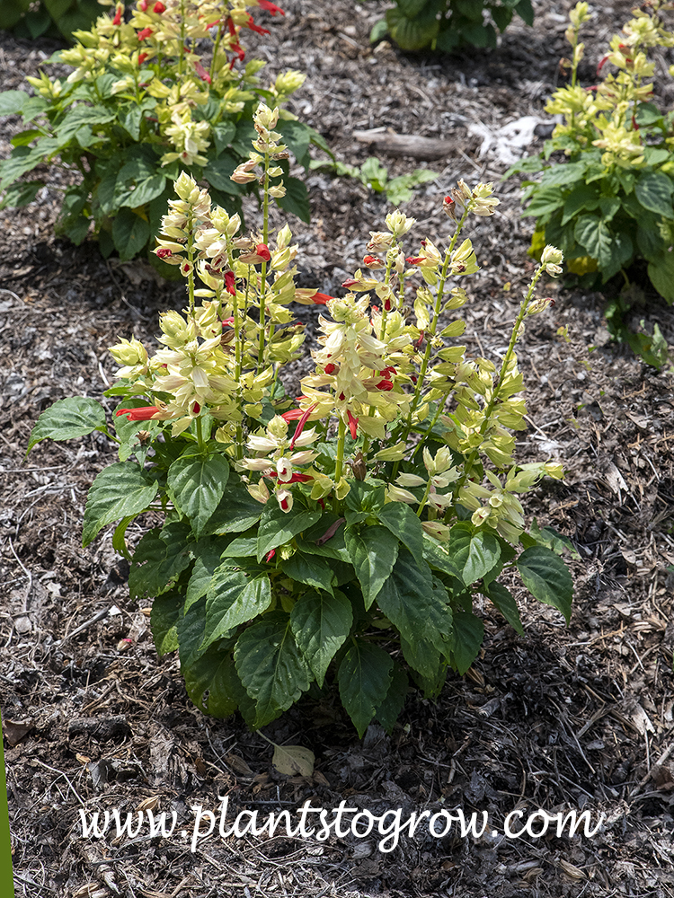 Mohave Red and white Bicolor Salvia (Salvia splendens) | Plants To Grow ...