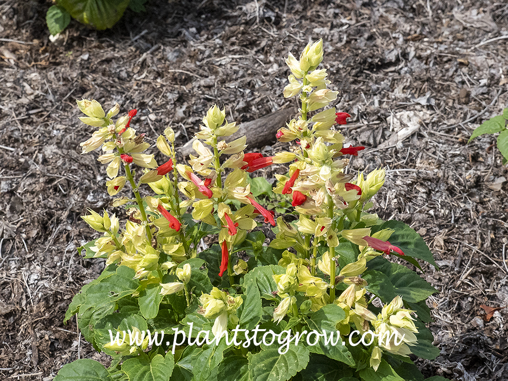 Mohave Red and white Bicolor Salvia (Salvia splendens) | Plants To Grow ...