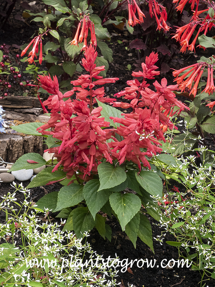 Salvia Vista series (Salvia splendens) | Plants To Grow Plants Database ...