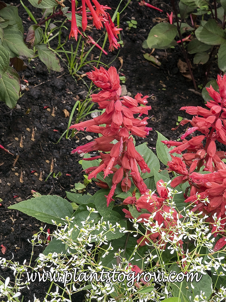Salvia Vista series (Salvia splendens) | Plants To Grow Plants Database ...