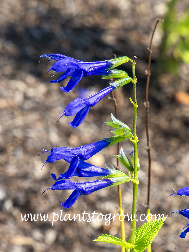Salvia Blue Ensign (Salvia guaranitica) | Plants To Grow Plants ...