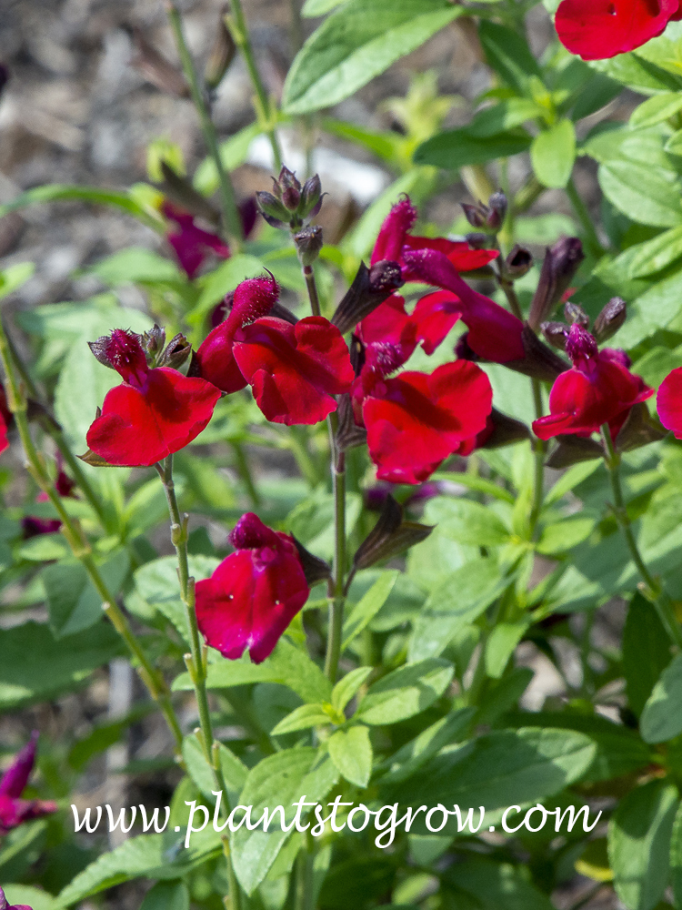 Mirage Salvia series | Plants To Grow Plants Database by Paul S. Drobot