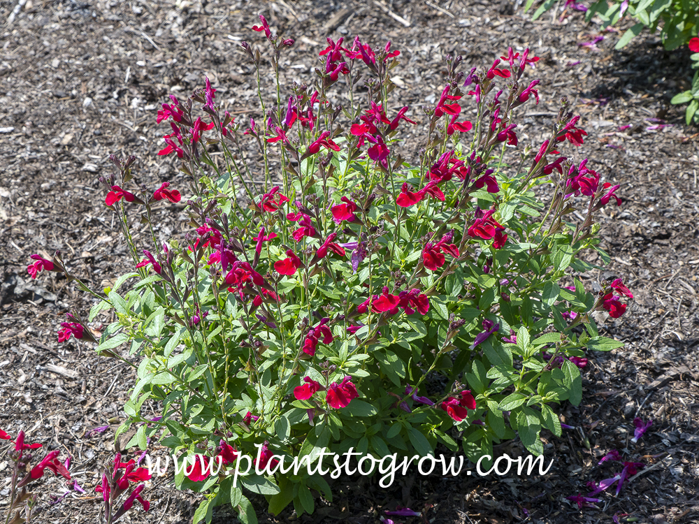 Mirage Salvia series | Plants To Grow Plants Database by Paul S. Drobot
