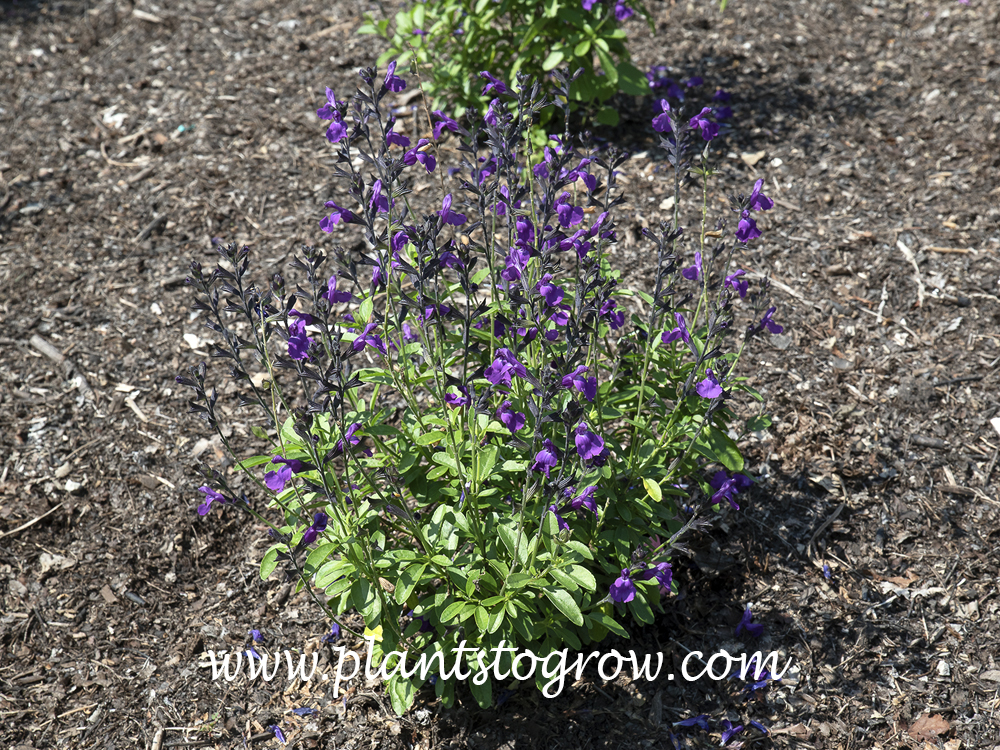 Salvia Mirage Violet (Salvia greggii) | Plants To Grow Plants Database ...