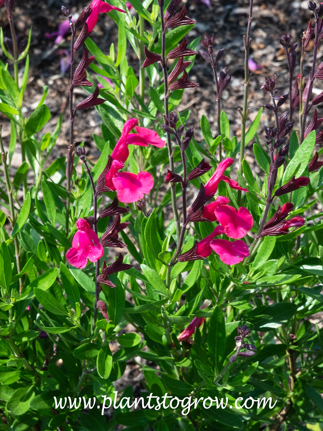 Pink Perfection Autumn Sage (Salvia greggi) | Plants To Grow Plants ...