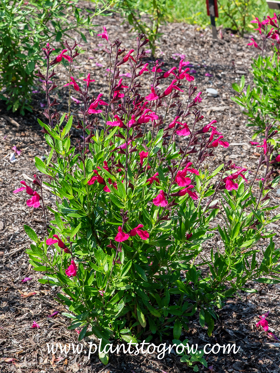 Pink Perfection Autumn Sage (Salvia greggi) | Plants To Grow Plants ...