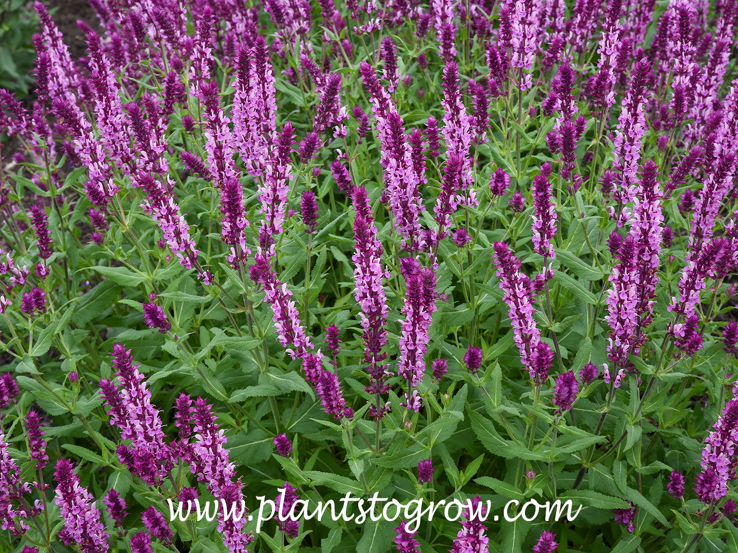Pink Wesuwe Salvia (Salvia nemerosa) | Plants To Grow Plants Database ...