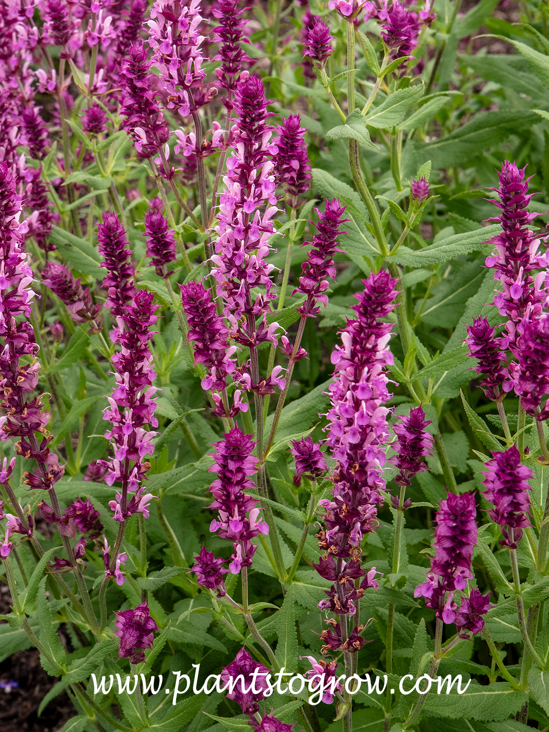 Pink Wesuwe Salvia (Salvia nemerosa) | Plants To Grow Plants Database ...