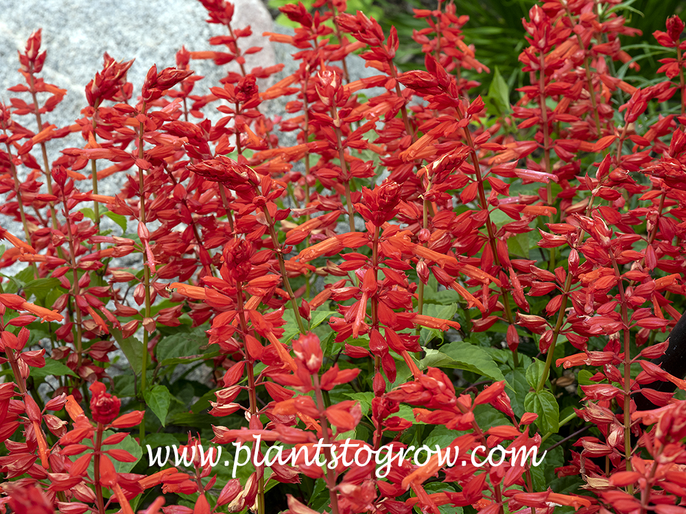 Salvia Hot Jazz (Salvia splendens) | Plants To Grow Plants Database by ...