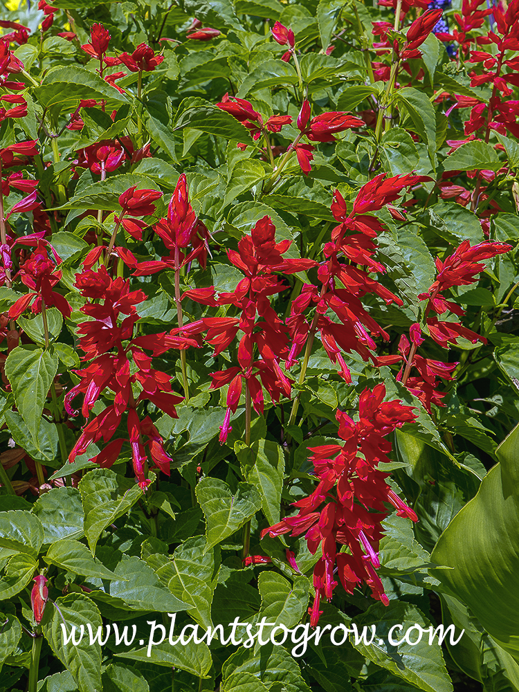 Salvia Park's Whopper Lighthouse (Salvia splendens) | Plants To Grow ...