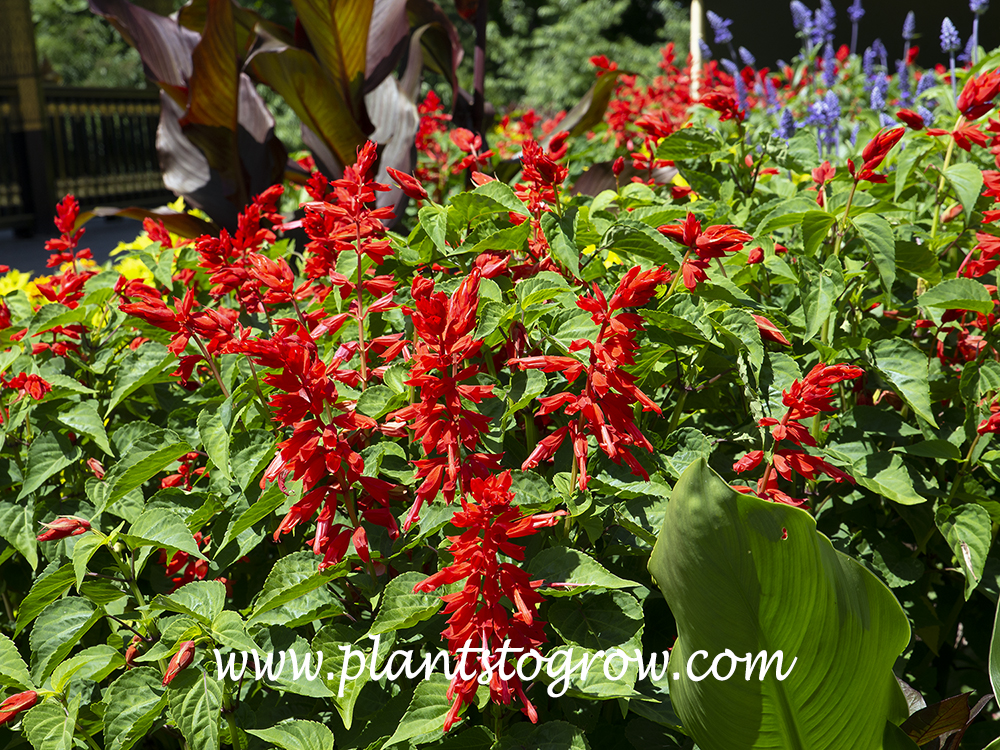 Salvia Park's Whopper Lighthouse (Salvia splendens) | Plants To Grow ...
