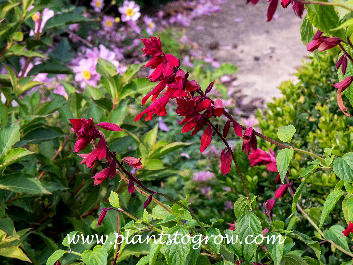 Van Houttei Salvia (Salvia splendens) | Plants To Grow Plants Database ...