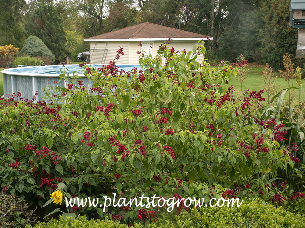 Van Houttei Salvia (Salvia splendens) | Plants To Grow Plants Database ...