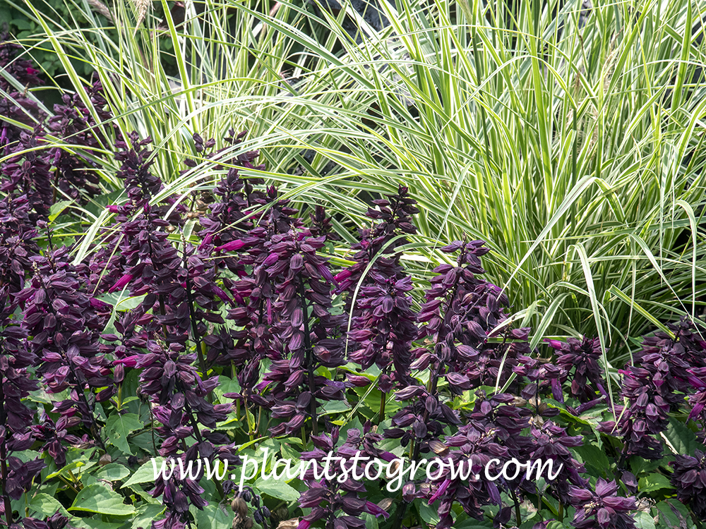 Salvia Vista series (Salvia splendens) | Plants To Grow Plants Database ...