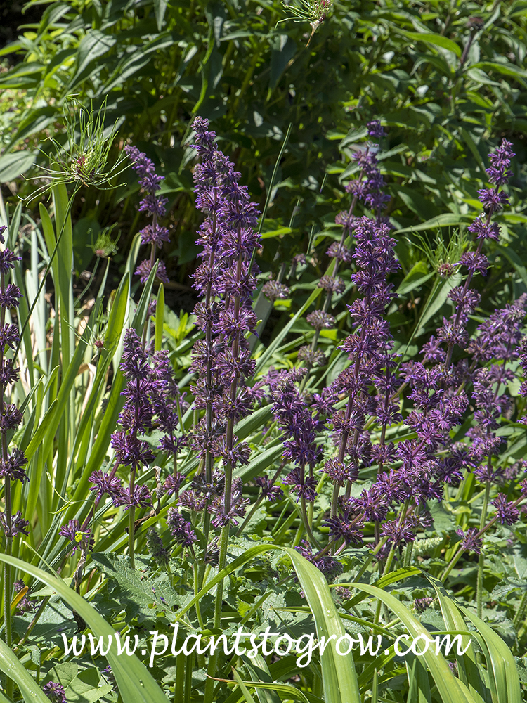 'Purple rain' Salvia (Salvia verticillata) | Plants To Grow Plants ...