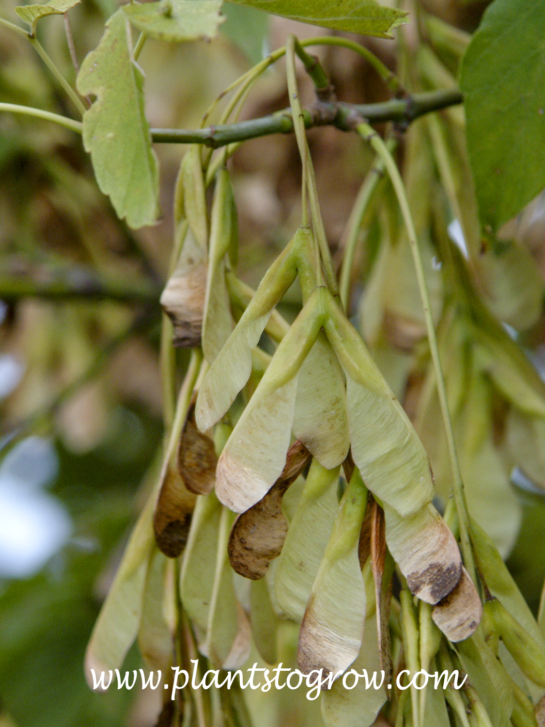 samara | Plants To Grow Plants Database by Paul S. Drobot