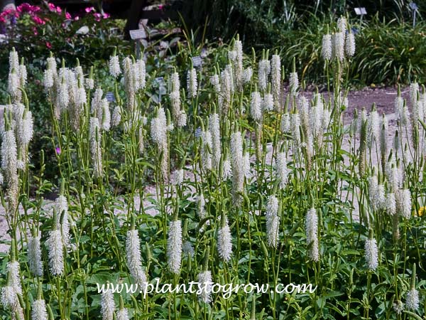 Canadian Burnet (Sanguisorba canadensis) | Plants To Grow Plants ...