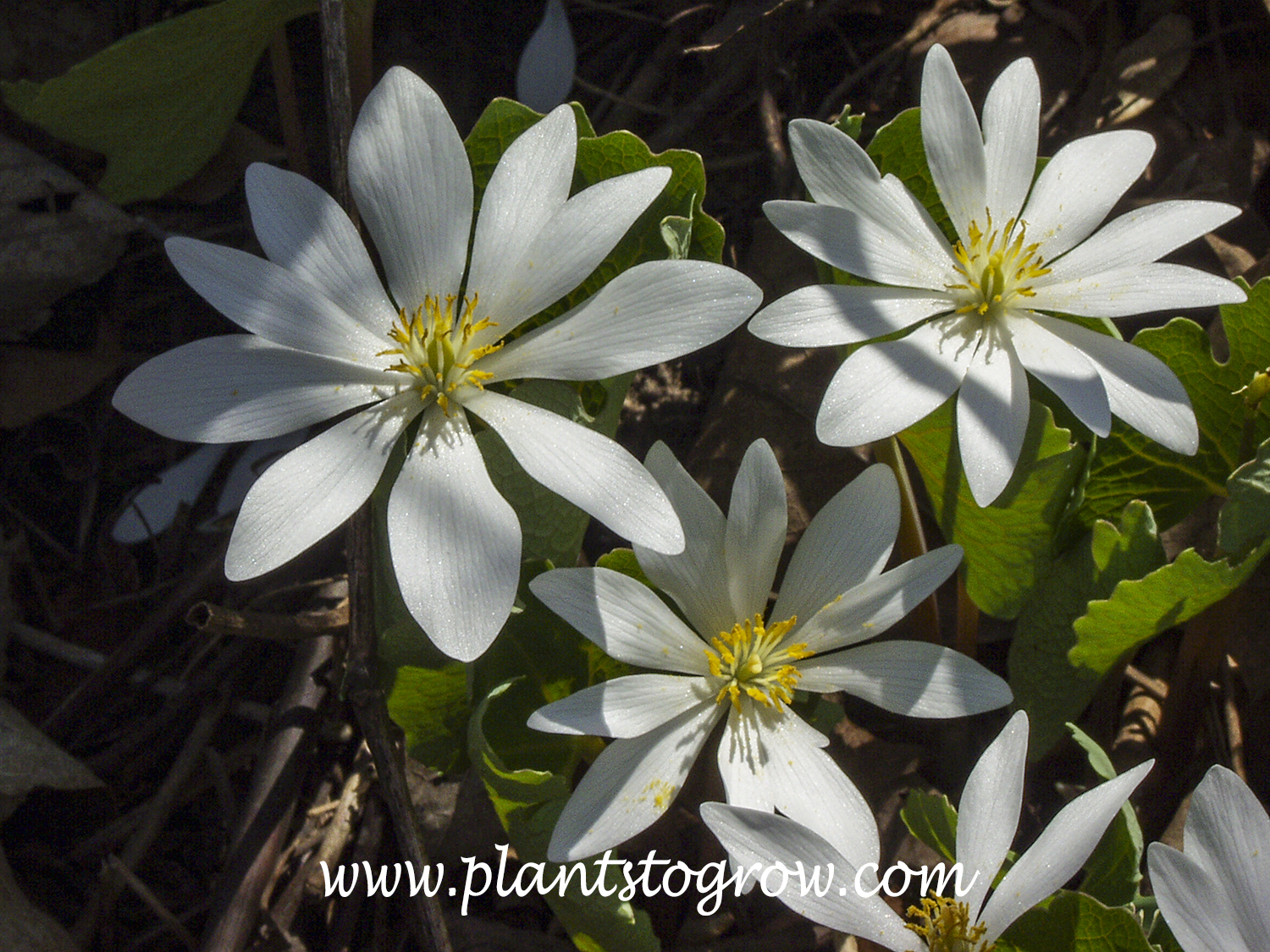Bloodroot (Sanguinaria canadensis) | Plants To Grow Plants Database by ...