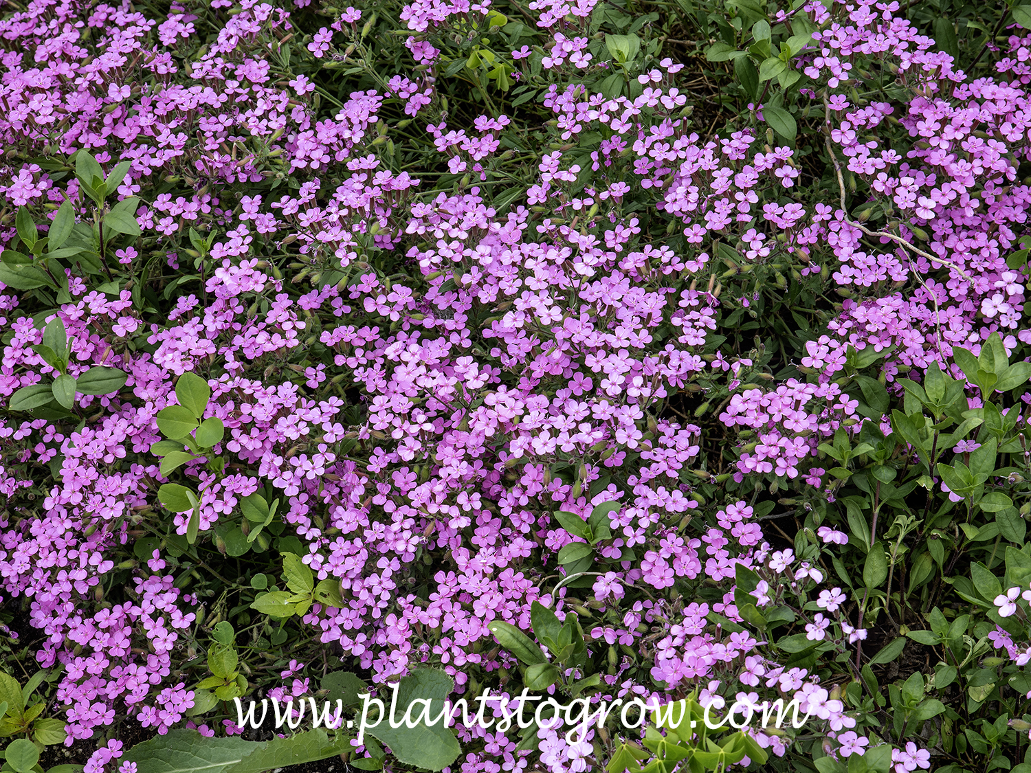 Soapwort (Saponaria ocymoides) | Plants To Grow Plants Database by Paul ...