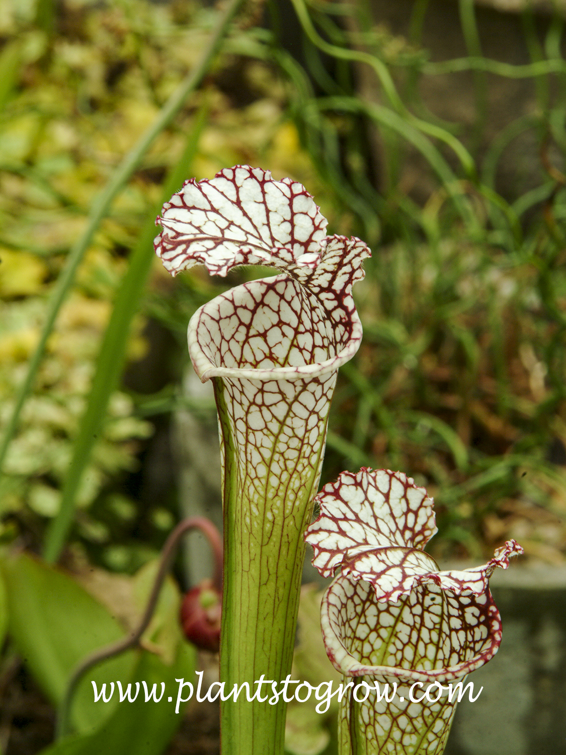 White Trumpet Pitcher Plant (Sarracenia leucophylla) | Plants To Grow ...