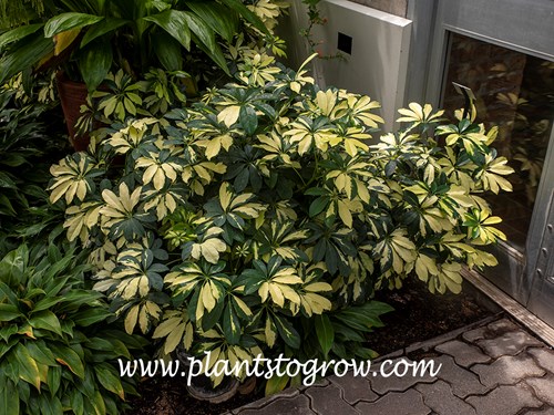 Dwarf Umbrella Plant 'Trinette' Schefflera arboricola) | Plants To Grow ...