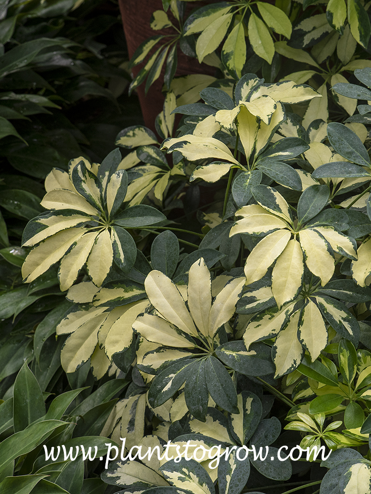 Dwarf Umbrella Plant 'Trinette' Schefflera arboricola) | Plants To Grow ...