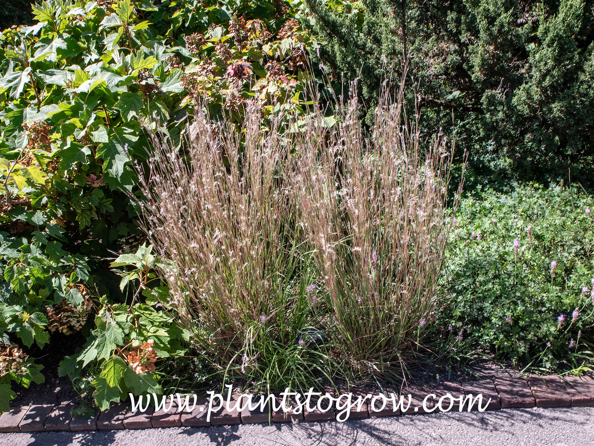 Little Arrow Little Bluestem (Schizachyrium scoparium) | Plants To Grow ...
