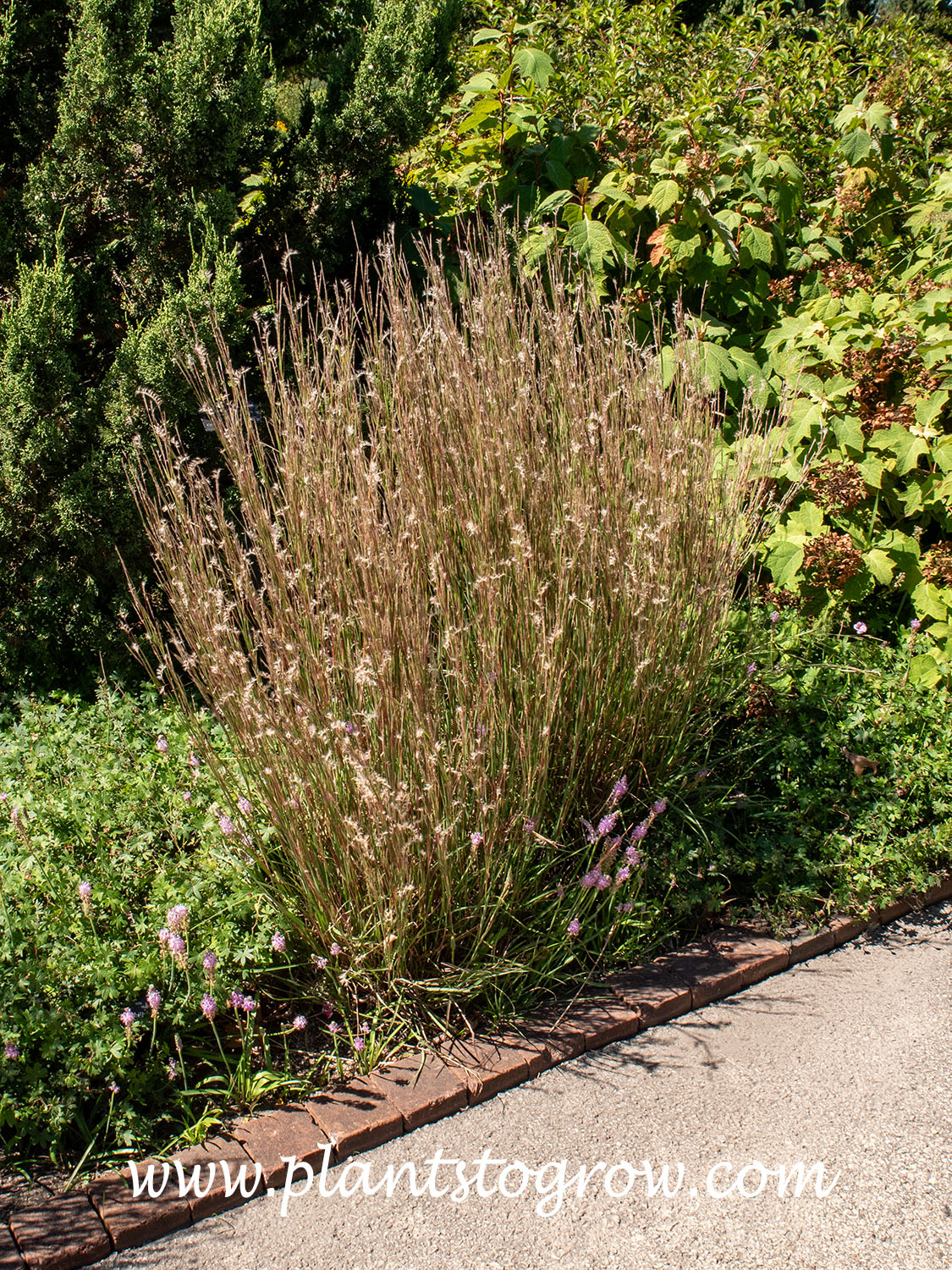 Little Arrow Little Bluestem (Schizachyrium scoparium) | Plants To Grow ...