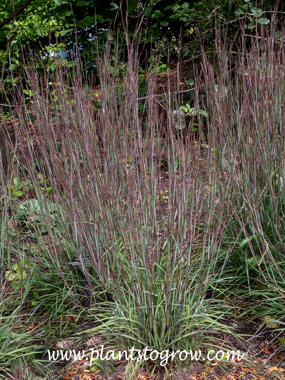 Smoke Signal Little Blue Stem (Schizachyrium) | Plants To Grow Plants ...