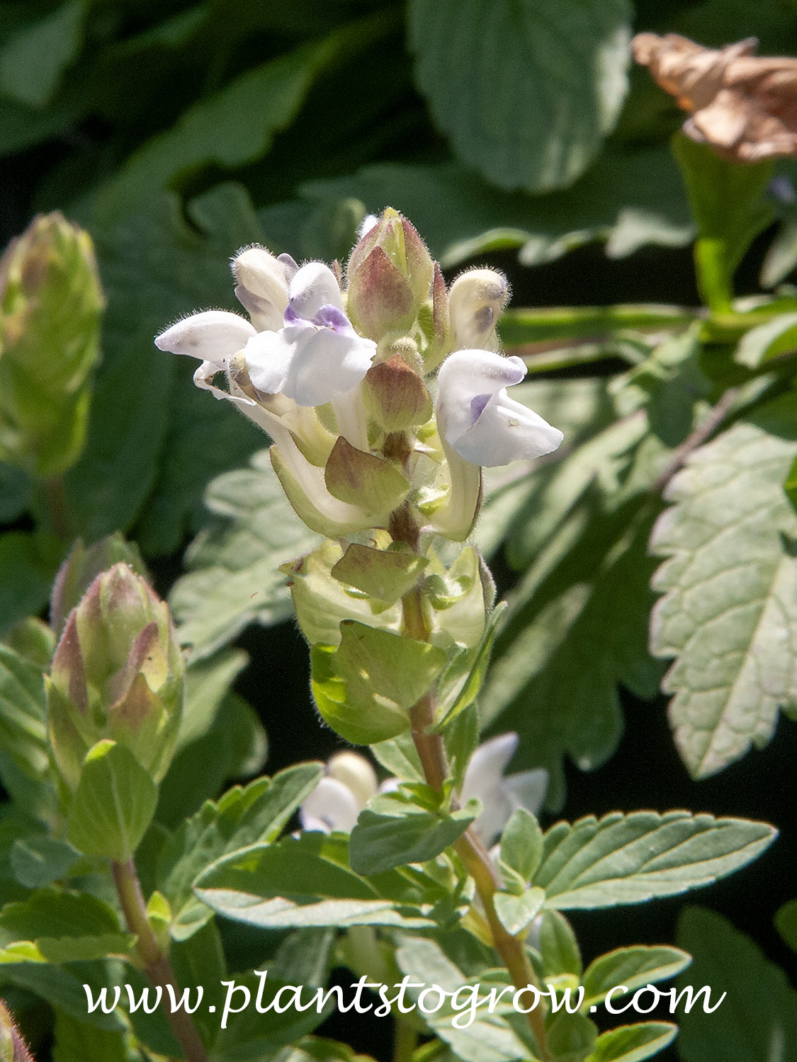 White Alpine Skull Cap (Scutellaria alpina Alba) | Plants To Grow ...
