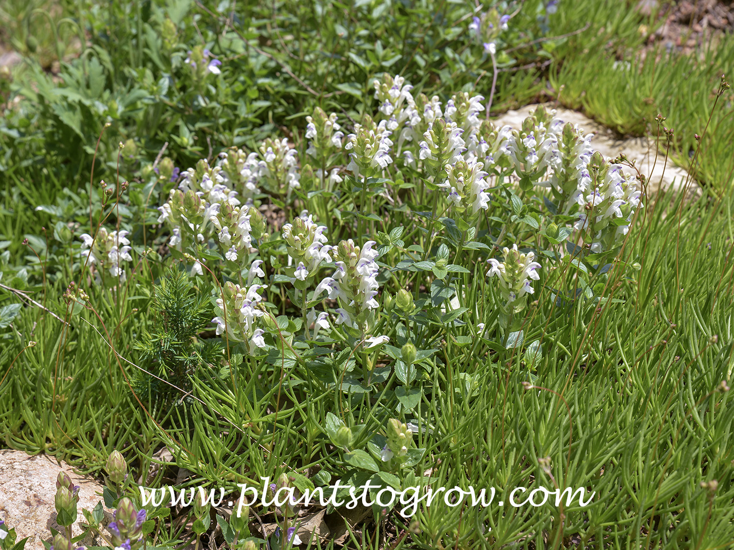 White Alpine Skull Cap (Scutellaria alpina Alba) | Plants To Grow ...