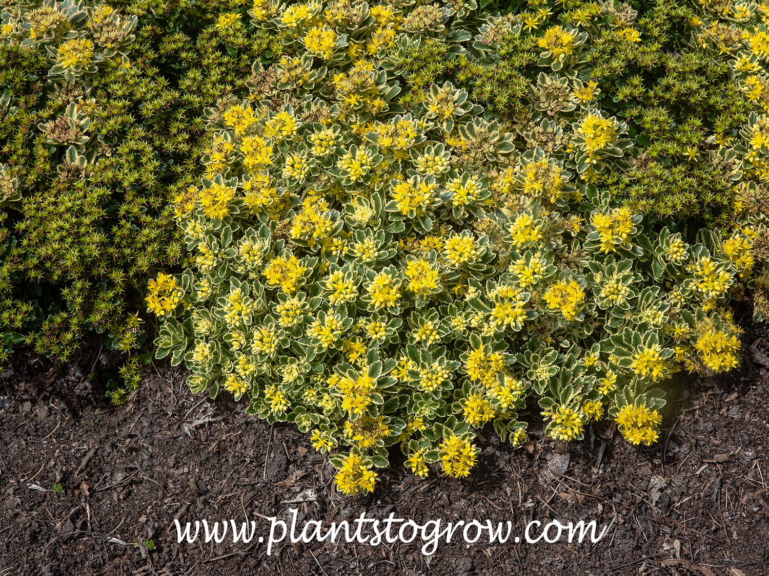 Boogie Woogie Sedum (Sedum) | Plants To Grow Plants Database by Paul S ...
