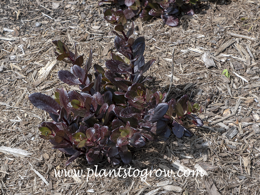 Sedum Chocolate Drop (Hylotelephium) | Plants To Grow Plants Database ...