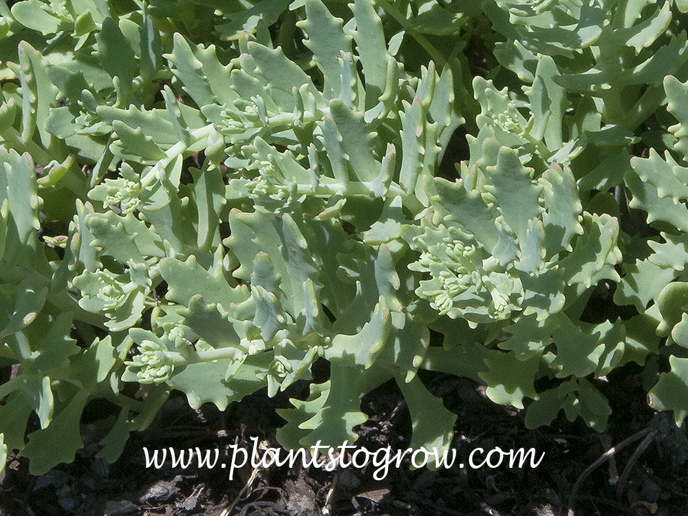 Sedum Thundercloud (Hylotelephium) | Plants To Grow Plants Database by ...