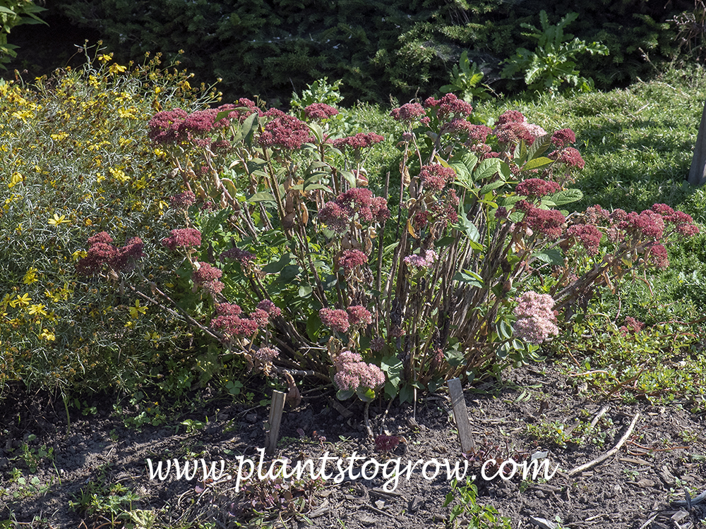 Sedum crown rot | Plants To Grow Plants Database by Paul S. Drobot