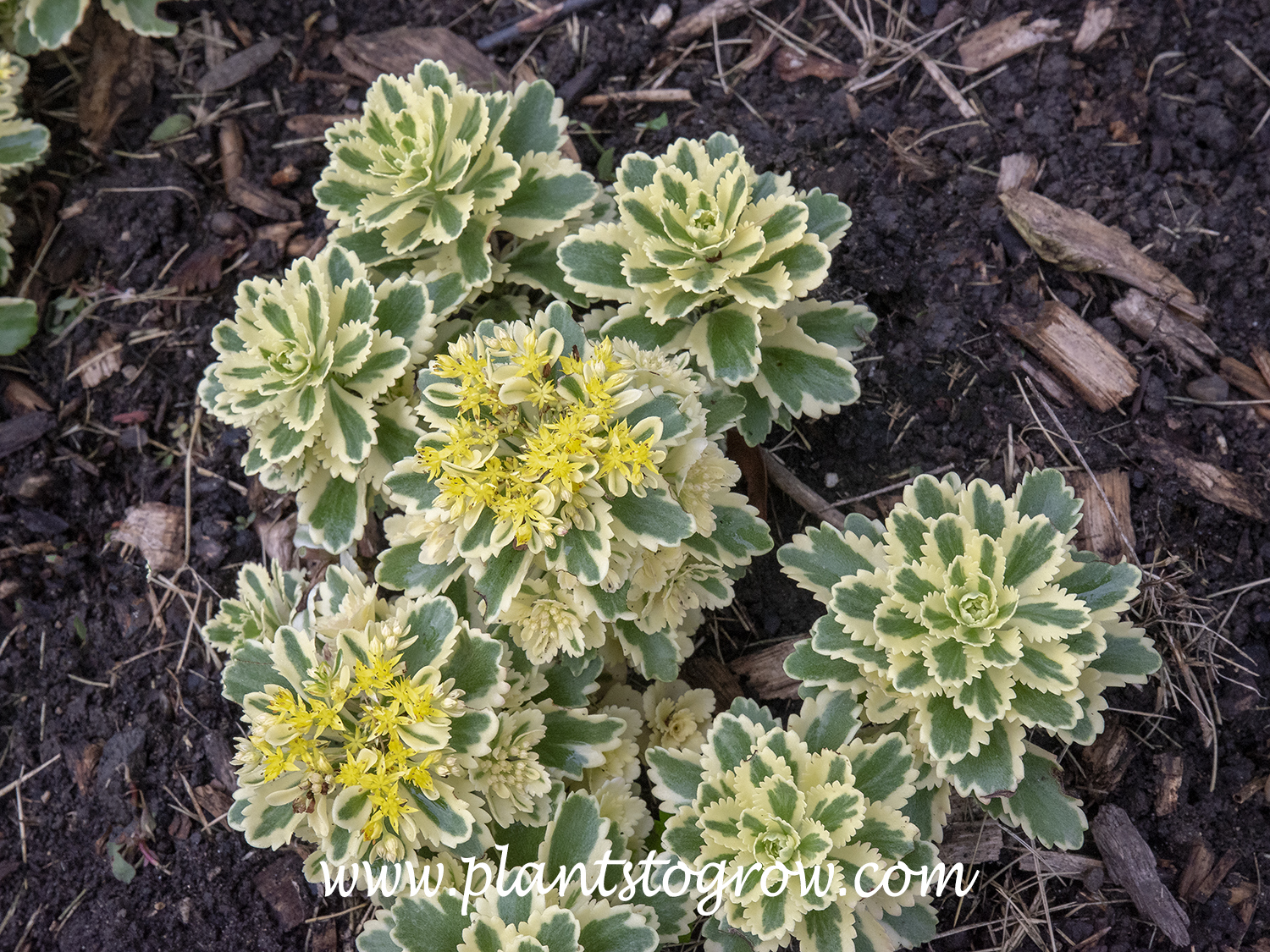 Sedum Atlantis (Phedimus takesimense Atlantis) | Plants To Grow Plants ...