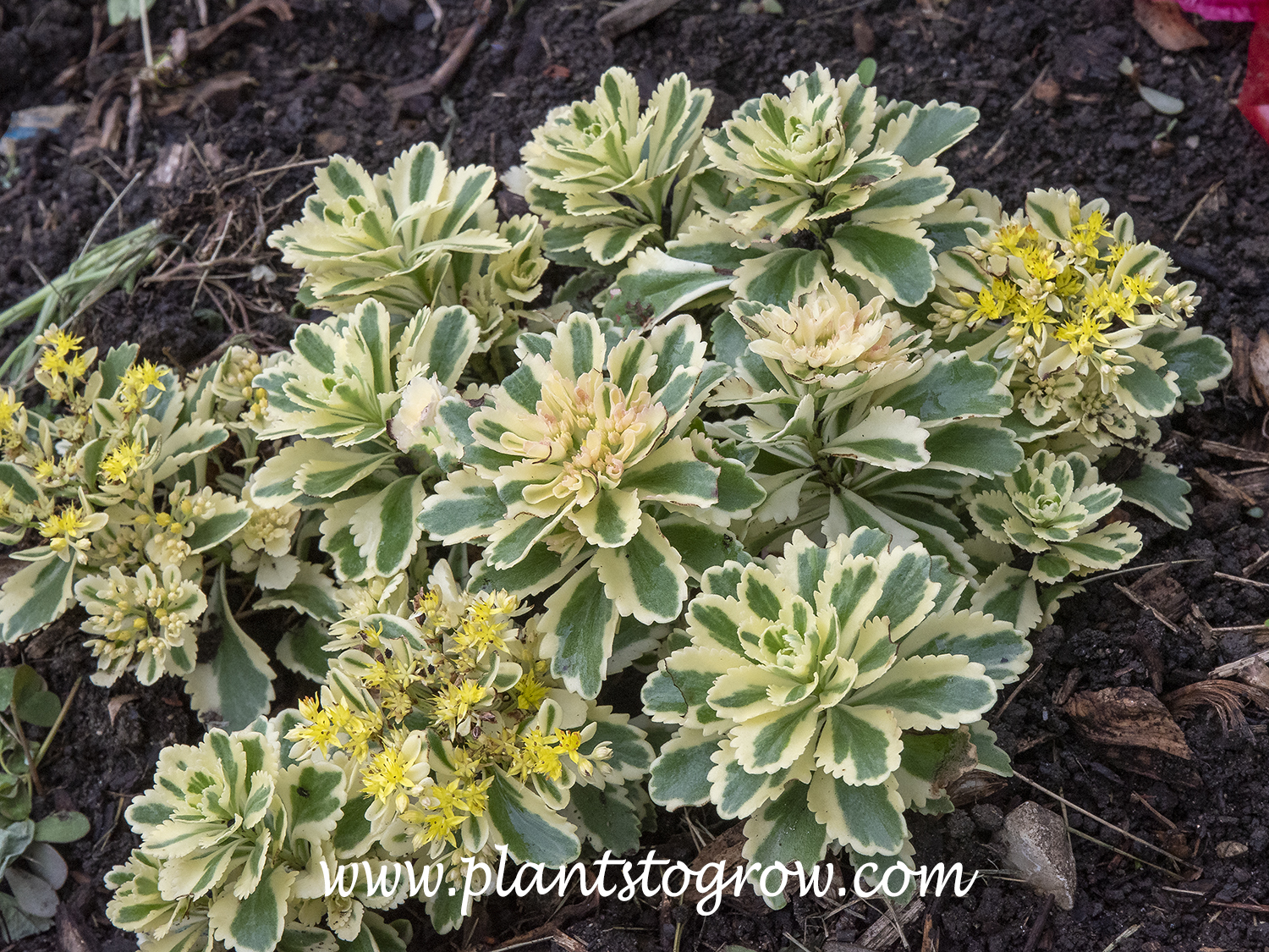 Sedum Atlantis (Phedimus takesimense Atlantis) | Plants To Grow Plants ...