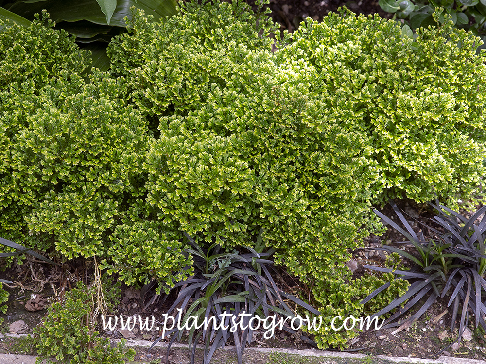 Avatar Selaginella | Plants To Grow Plants Database by Paul S. Drobot