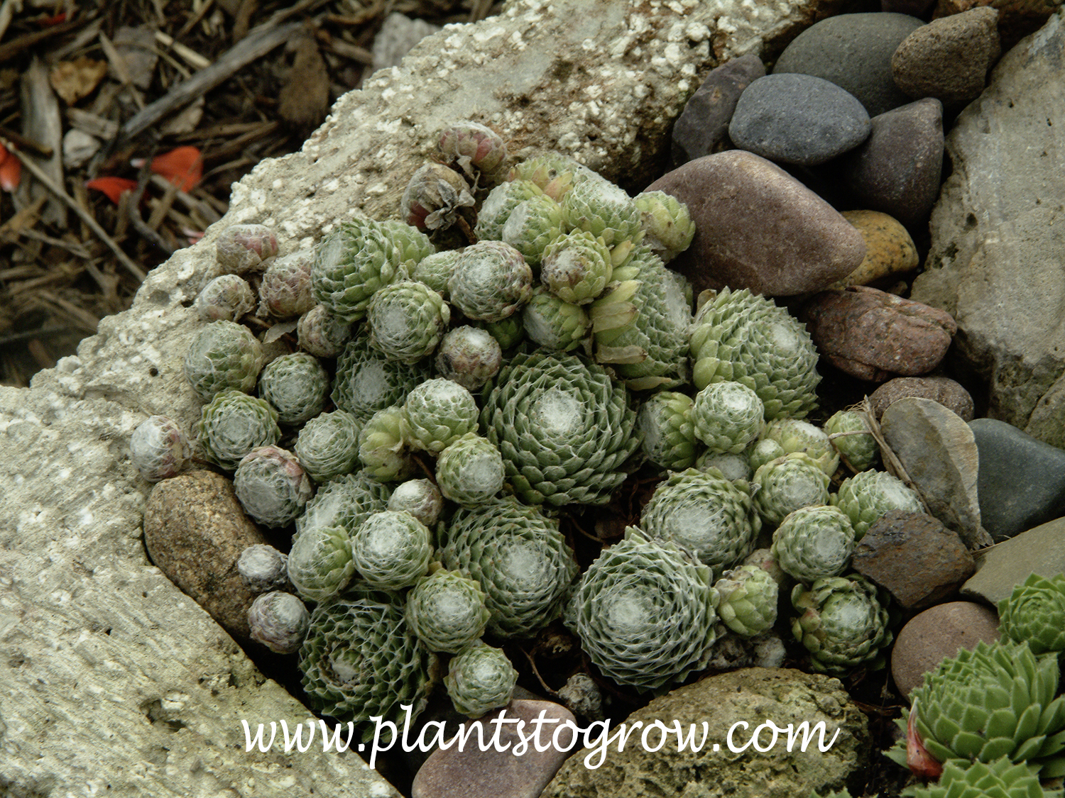 Cobweb Hens and Chicks (Sempervivum arachnoideum) | Plants To Grow ...