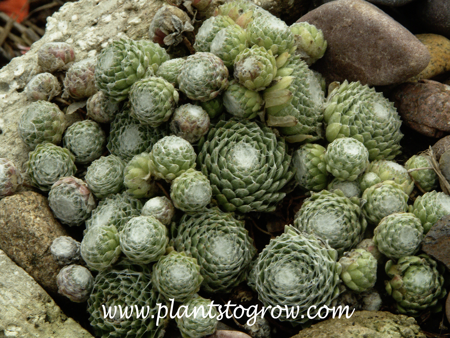 Cobweb Hens and Chicks (Sempervivum arachnoideum) | Plants To Grow ...